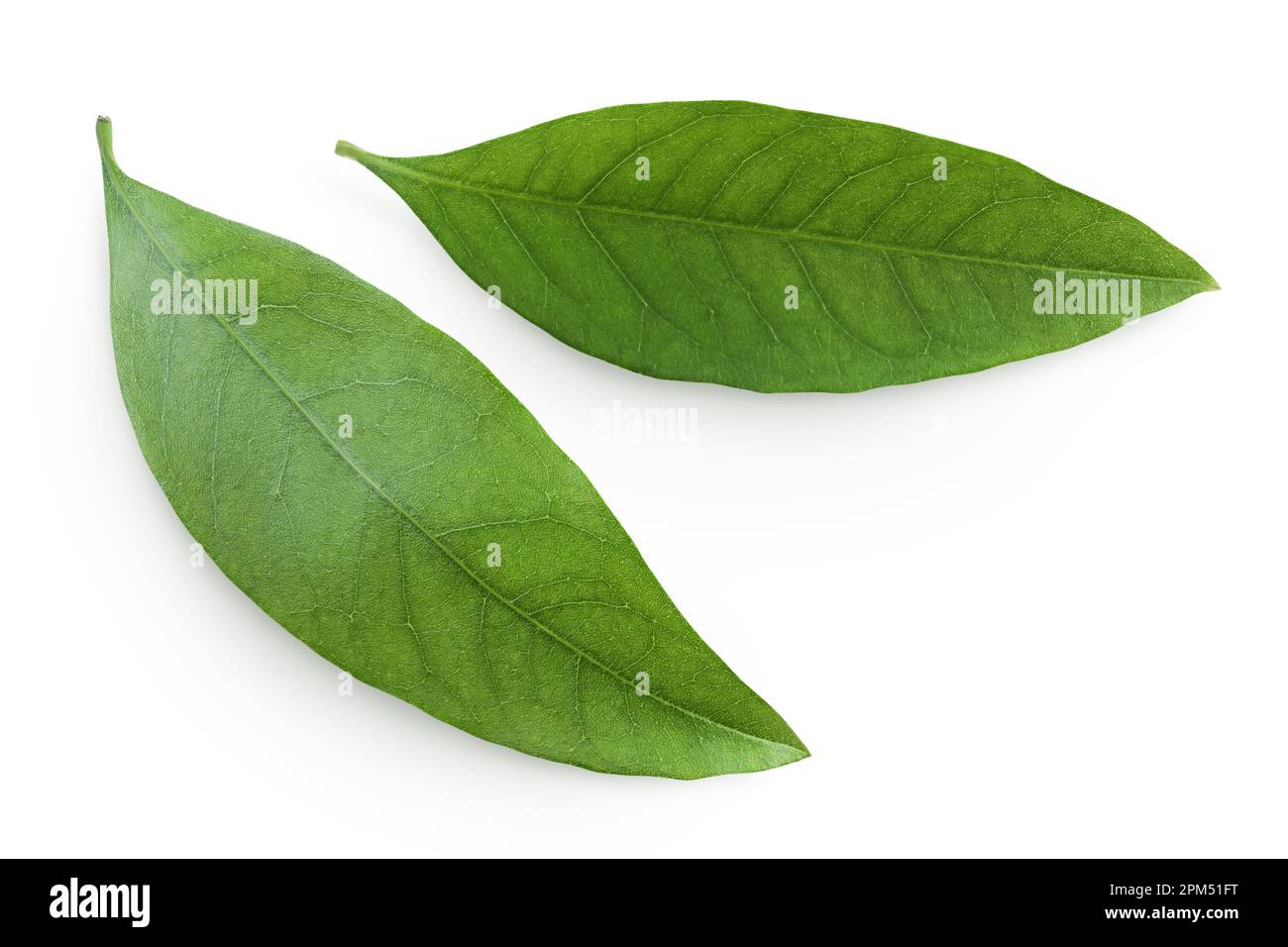 Green lychee leaf isolated on a white background. Top view. Flat lay ...