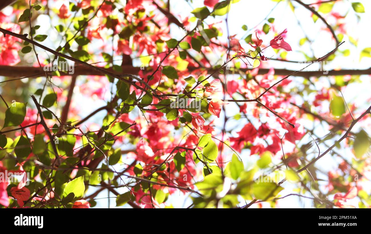 tree branches with pink flowers Stock Photo - Alamy