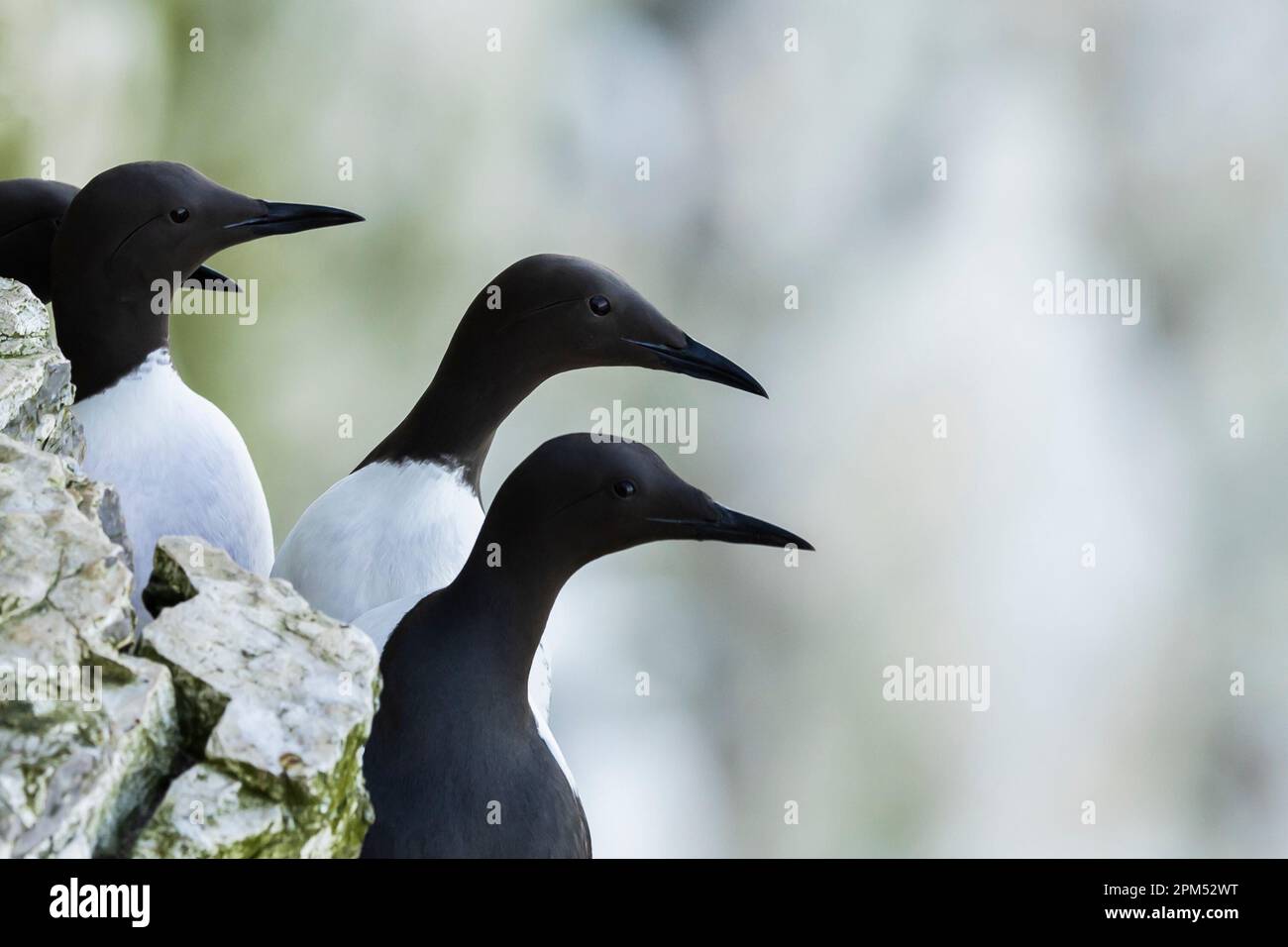 A group of Thick-billed Murre birds perched on a large rocky outcrop ...
