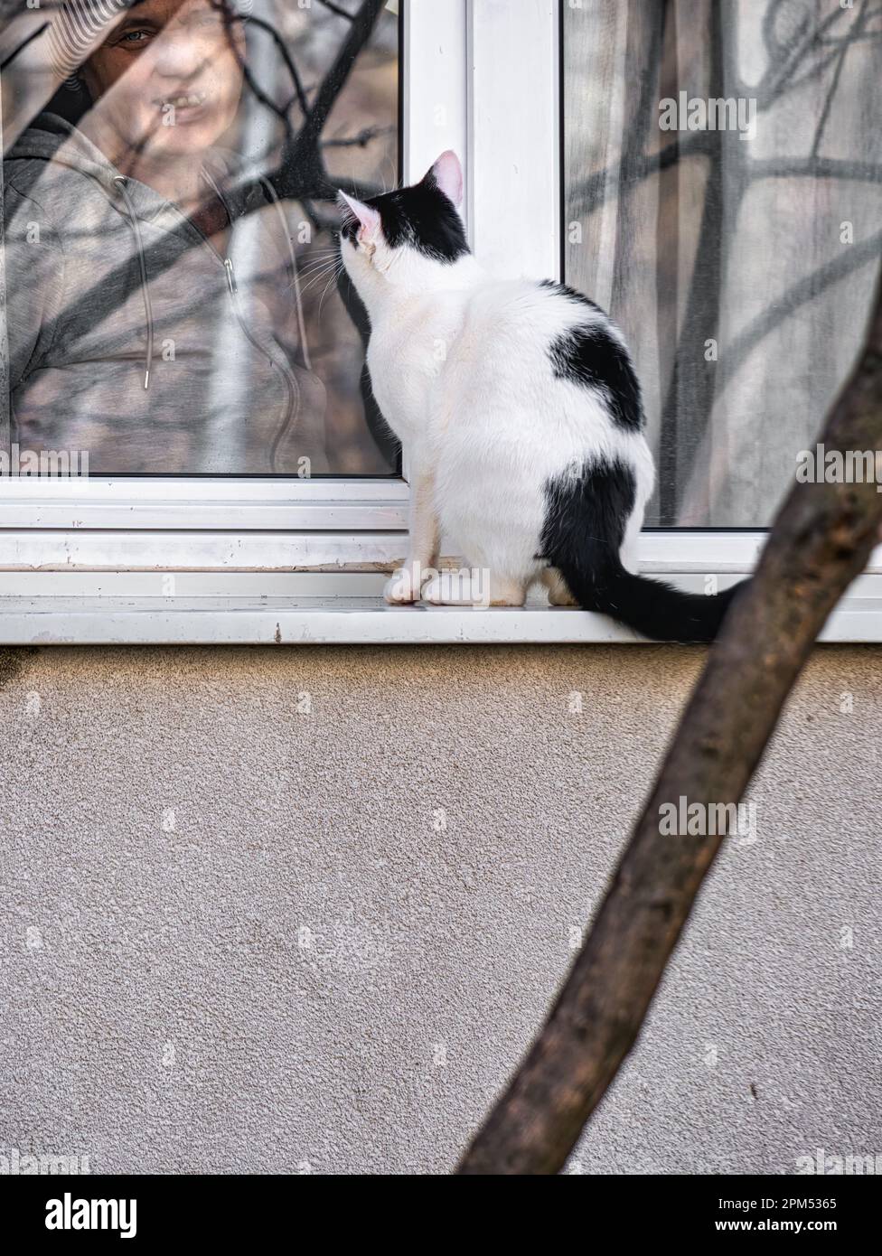 Bucharest, Romania - March 2023: A cat looking through the window and ...