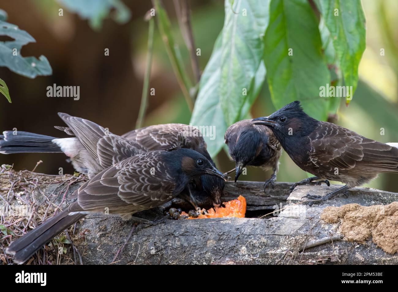 Red-vented bulbul (Pycnonotus cafer) observed in Latpanchar in West ...