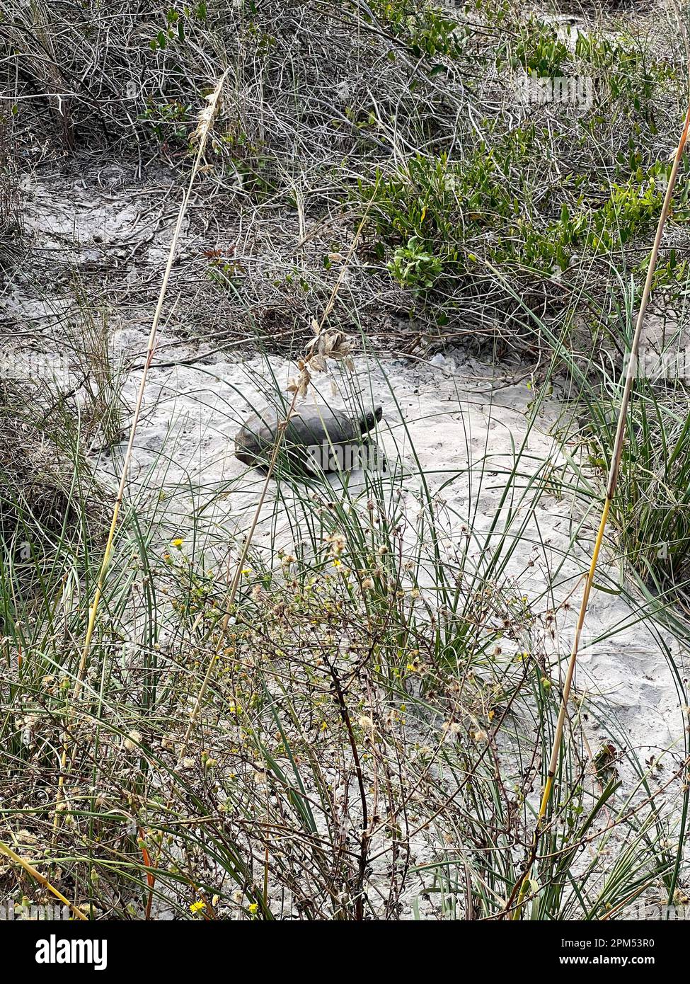 A gopher tortoise on a beach in a Florida State Park Stock Photo - Alamy
