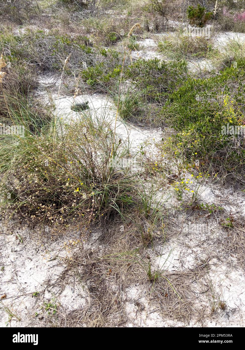 A gopher tortoise on a beach in a Florida State Park Stock Photo - Alamy