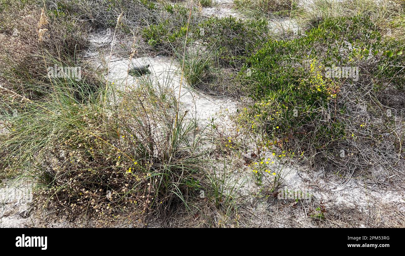 A gopher tortoise on a beach in a Florida State Park Stock Photo - Alamy