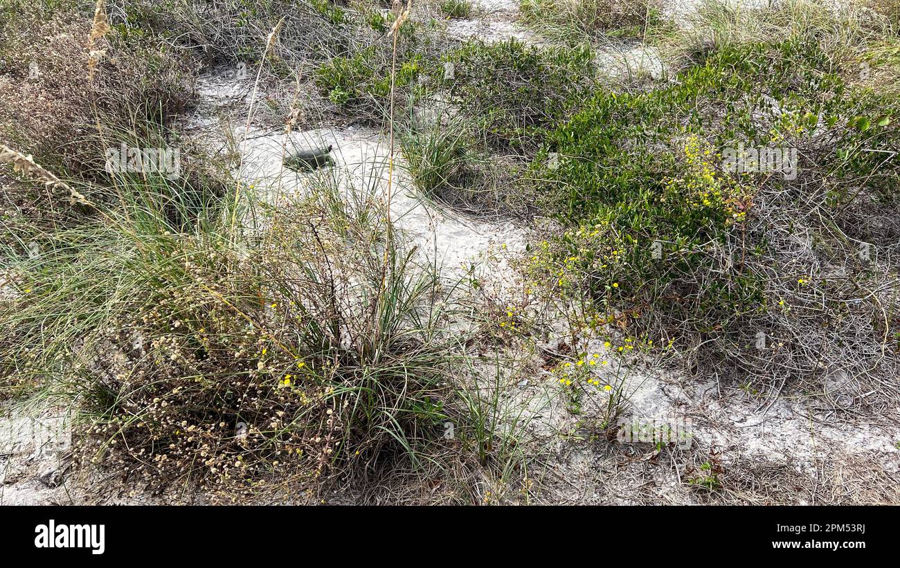 A gopher tortoise on a beach in a Florida State Park Stock Photo - Alamy