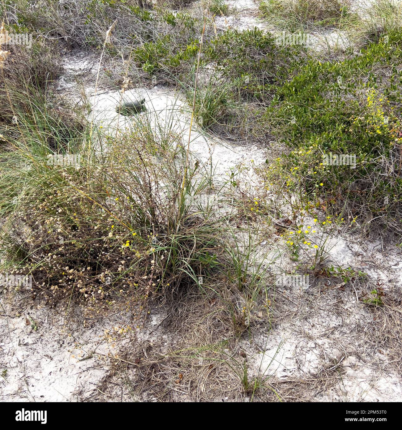 A gopher tortoise on a beach in a Florida State Park Stock Photo - Alamy