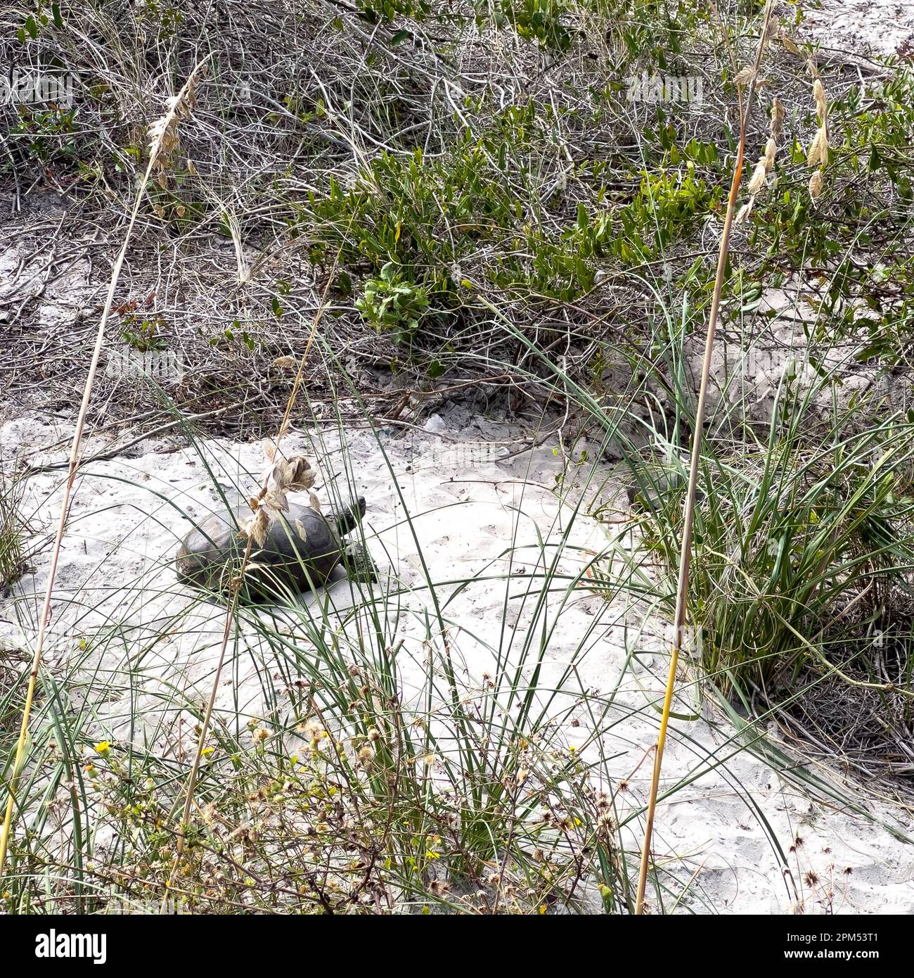 A gopher tortoise on a beach in a Florida State Park Stock Photo - Alamy