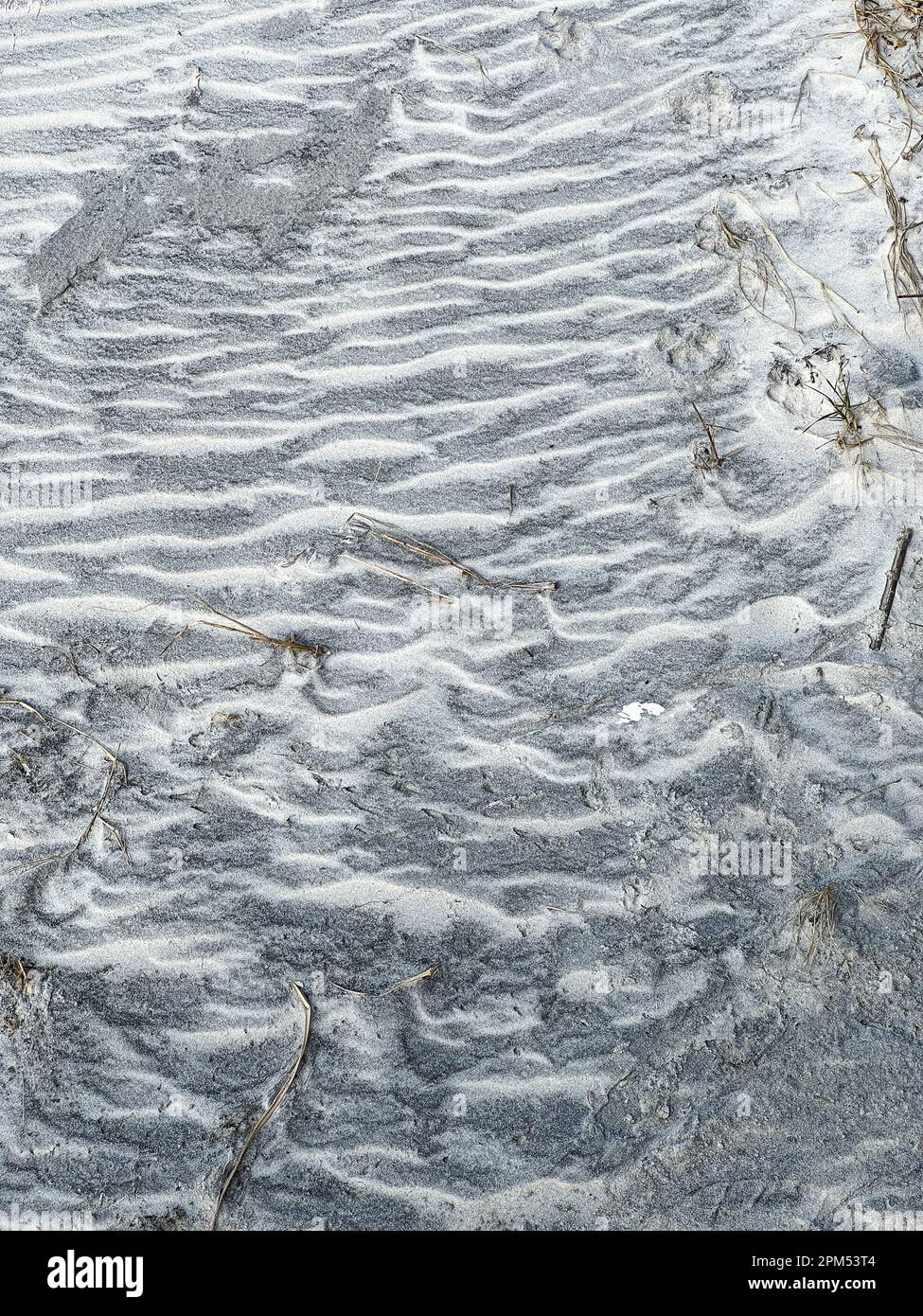 Animal paw prints making a pattern in the sand at a beach in Florida ...