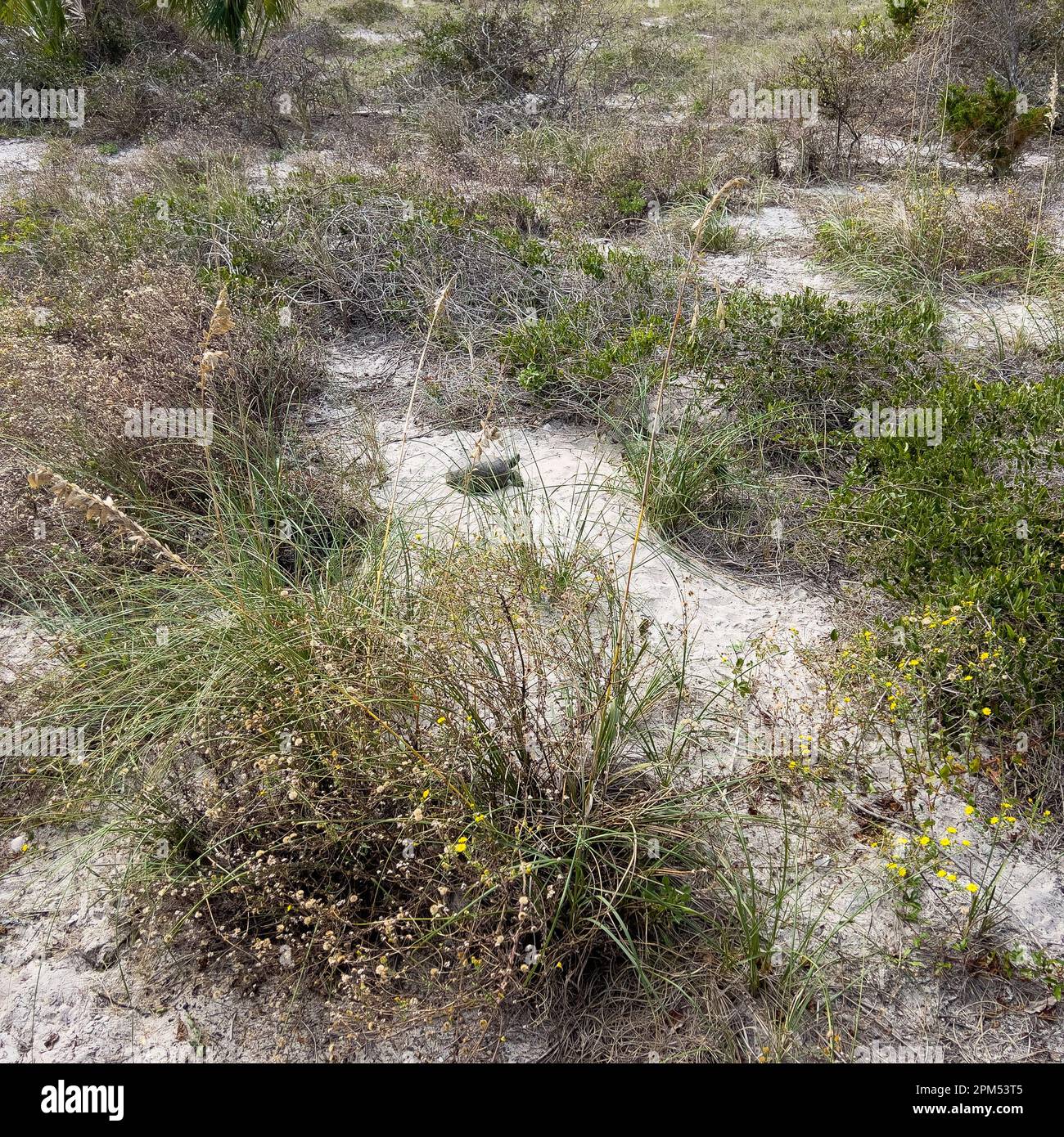A gopher tortoise on a beach in a Florida State Park Stock Photo - Alamy