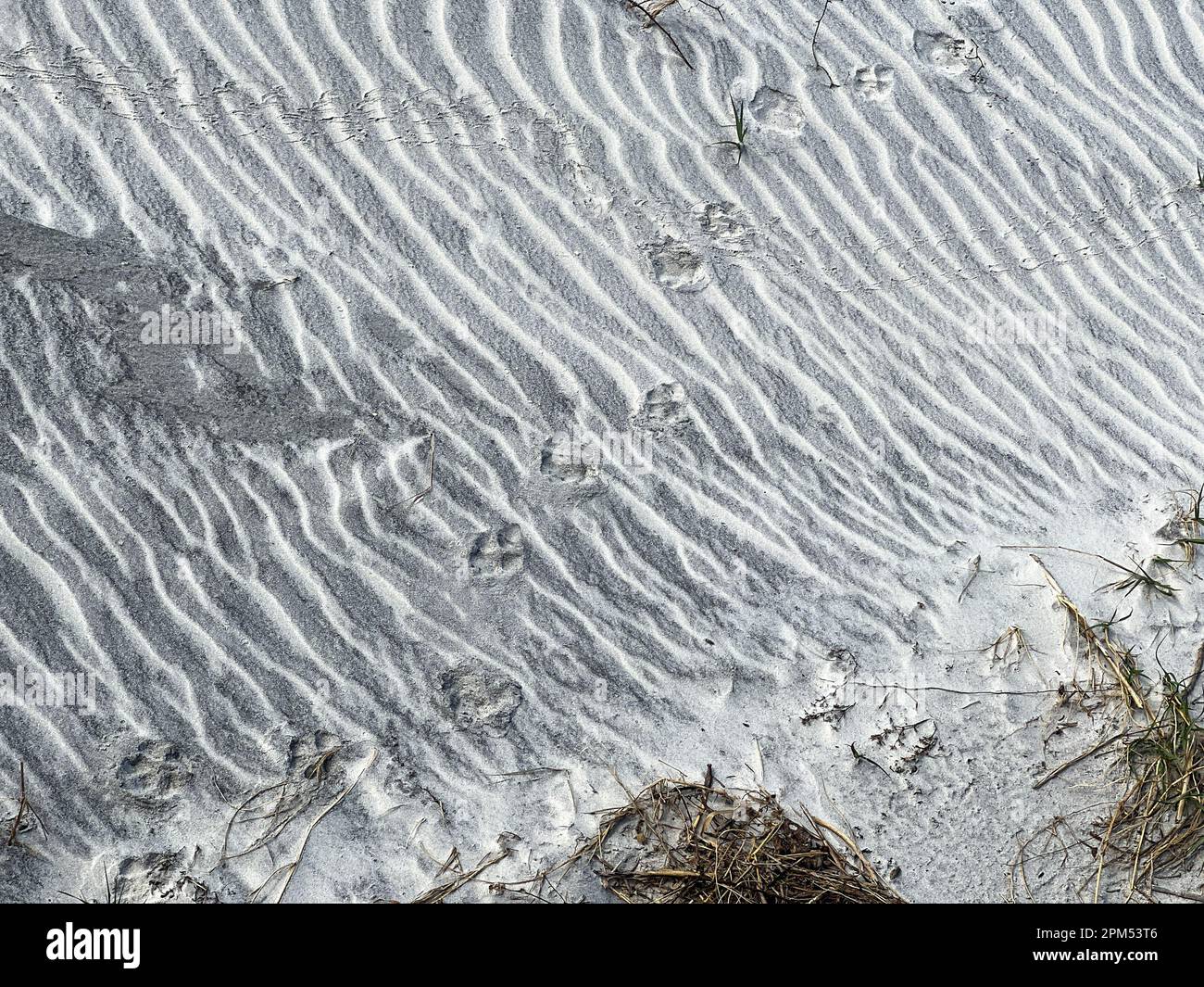 Animal paw prints making a pattern in the sand at a beach in Florida ...