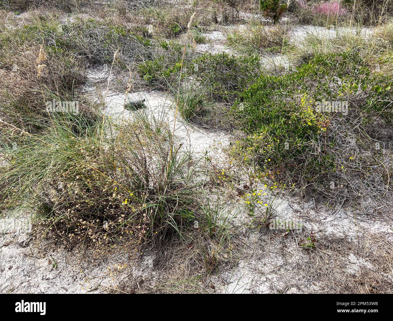 A gopher tortoise on a beach in a Florida State Park Stock Photo - Alamy