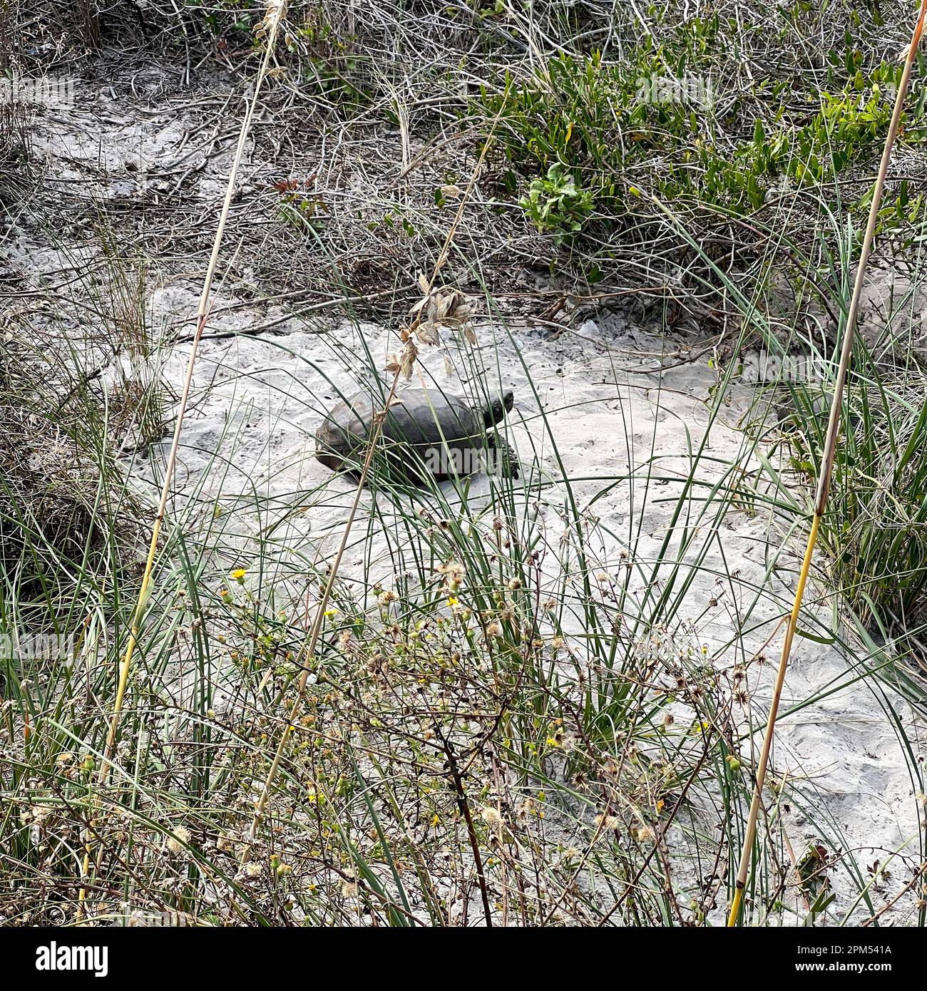 A gopher tortoise on a beach in a Florida State Park Stock Photo - Alamy