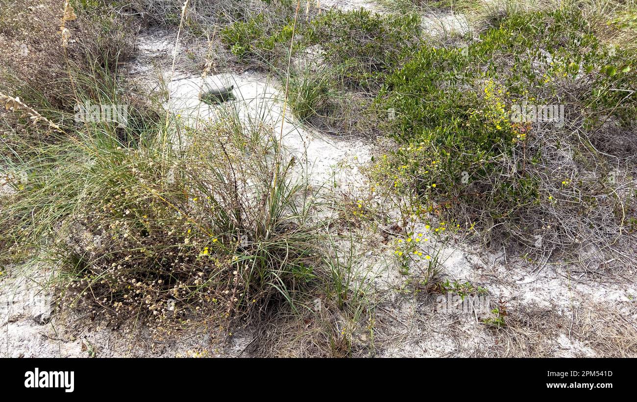 A gopher tortoise on a beach in a Florida State Park Stock Photo - Alamy
