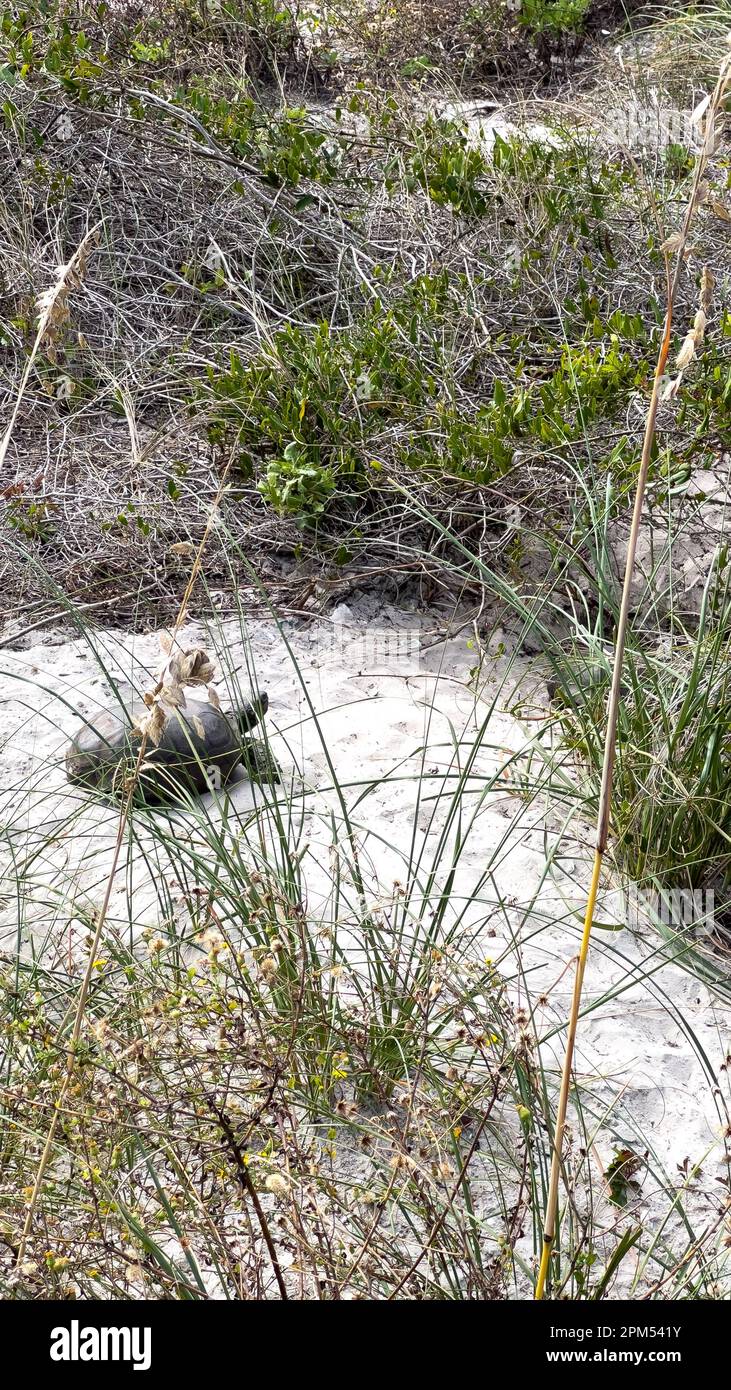 A gopher tortoise on a beach in a Florida State Park Stock Photo - Alamy