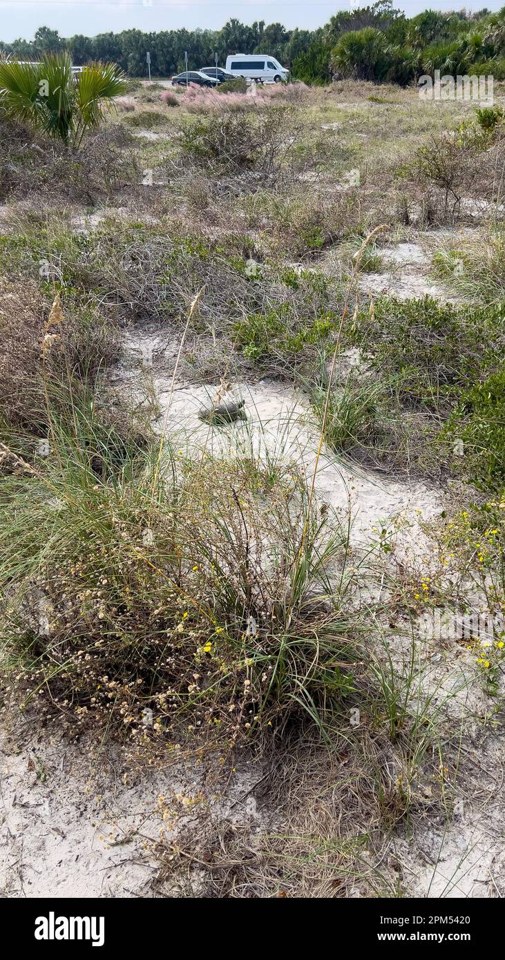 A gopher tortoise on a beach in a Florida State Park Stock Photo - Alamy