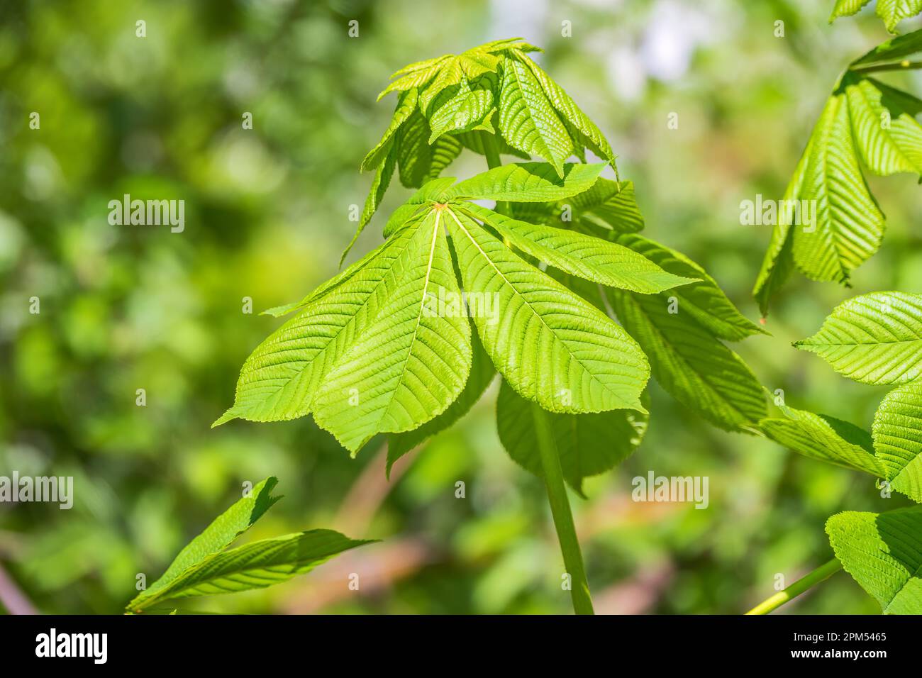 Green Chestnut Leaves in beautiful light. Spring season, spring colors ...