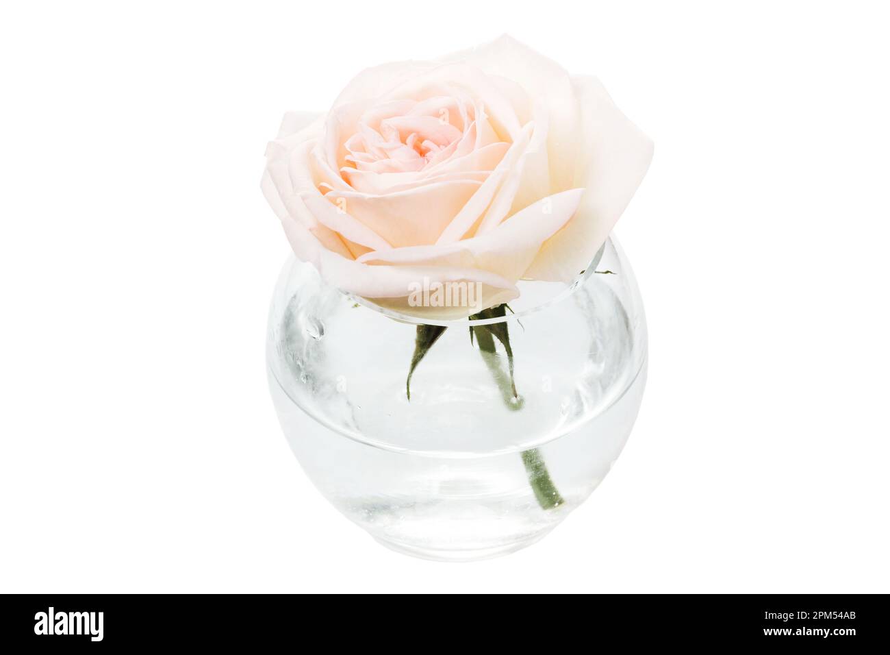 Single cream pink rose in round vase isolated on white background Stock ...
