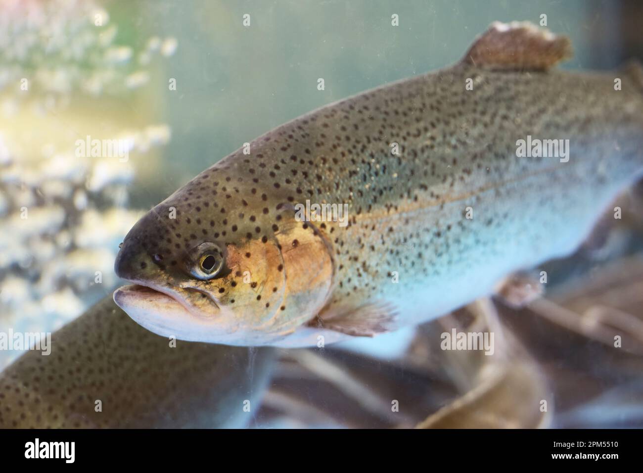 River trout swimming in water. Portrait of fish in store aquarium Stock ...
