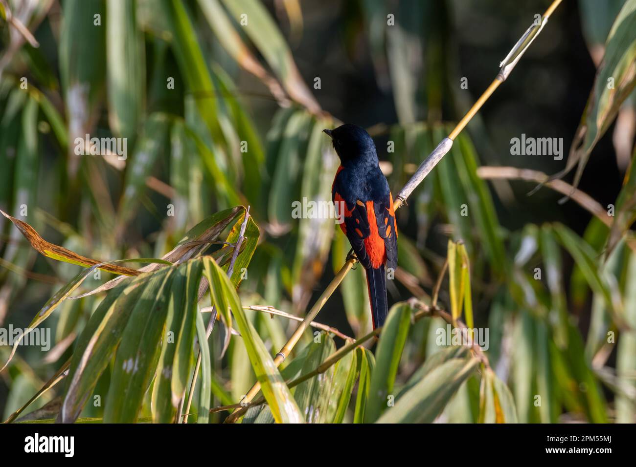 Scarlet minivet (Pericrocotus speciosus) observed in Latpanchar in West ...
