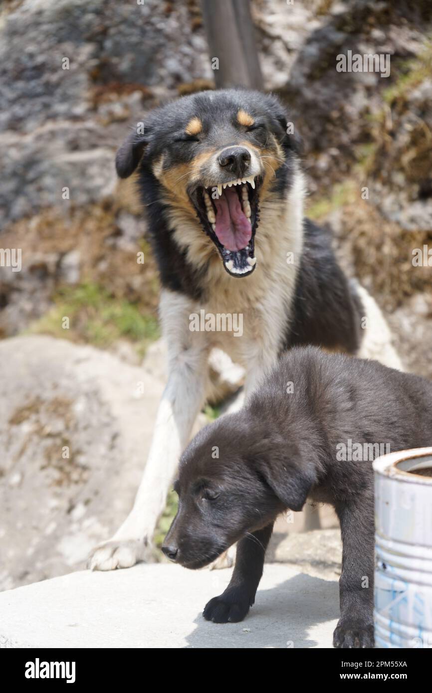 Step Away From my Pup Stock Photo - Alamy