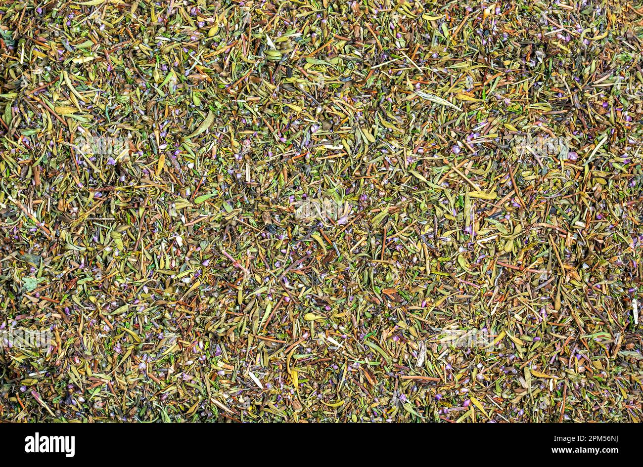 Thyme dry herb texture background. Latin name Thymus vulgaris L ...