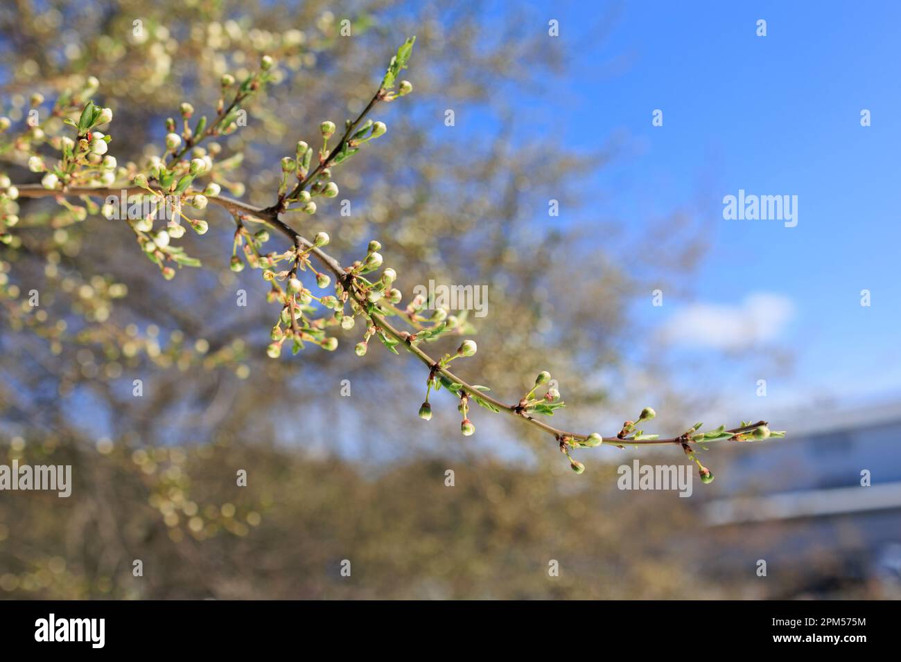 Branches with white flowers and buds of sweet cherry Stock Photo - Alamy