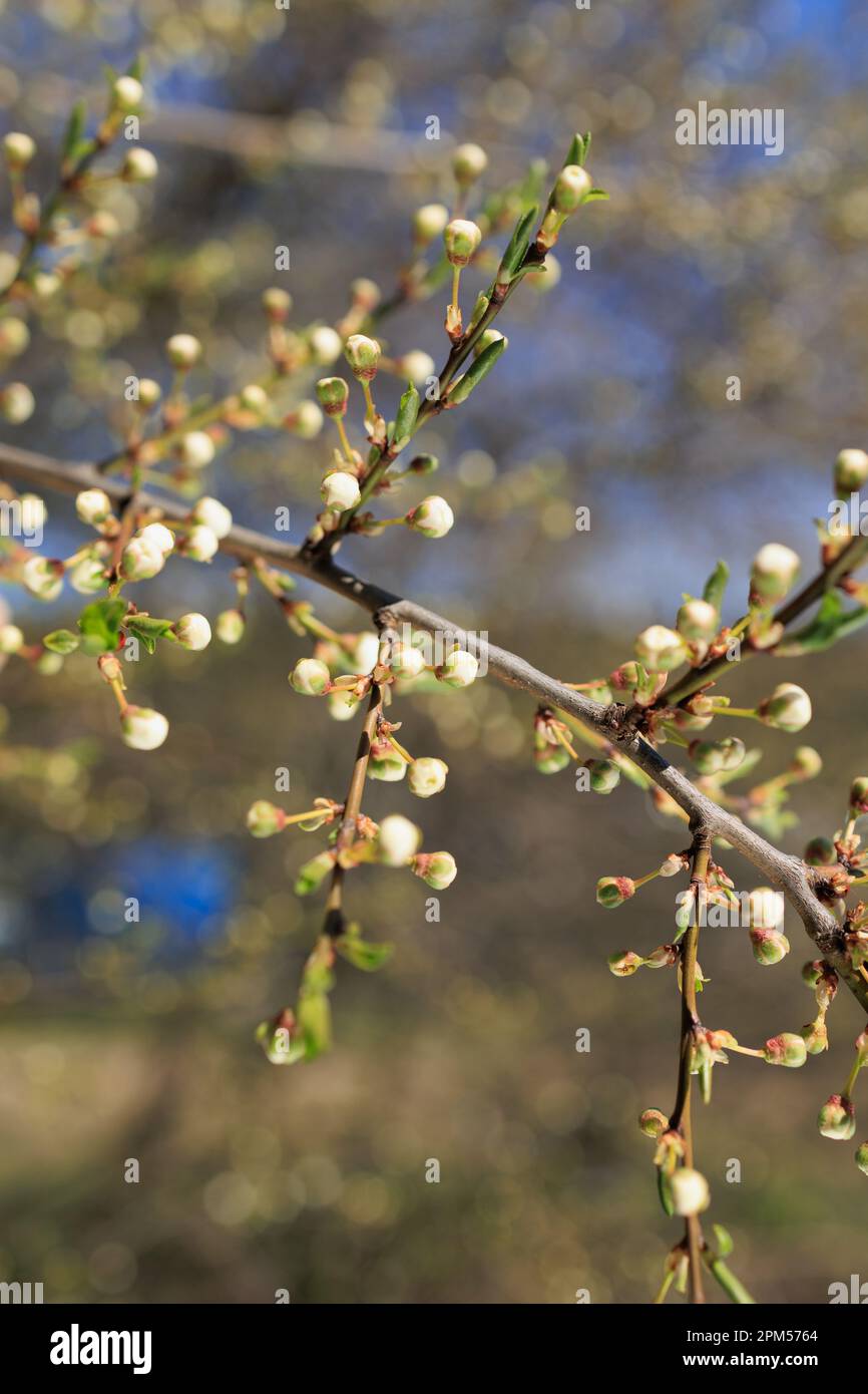 Branches with white flowers and buds of sweet cherry Stock Photo - Alamy