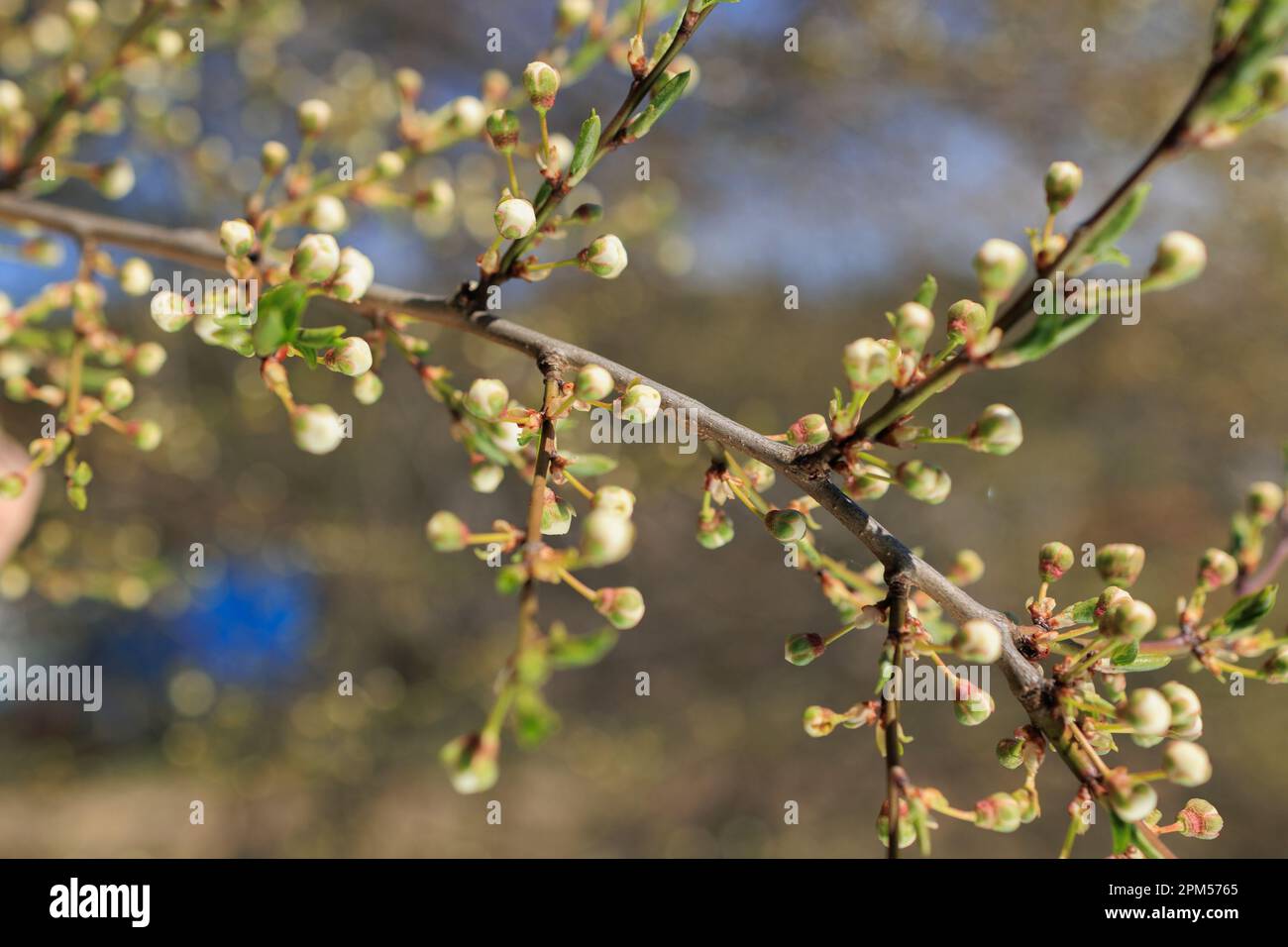 Branches with white flowers and buds of sweet cherry Stock Photo - Alamy