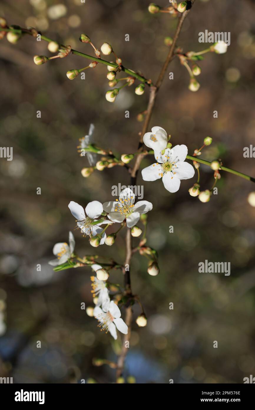 Branches with white flowers and buds of sweet cherry Stock Photo - Alamy