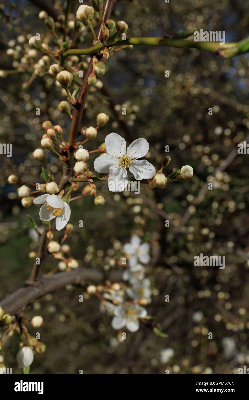 Branches with white flowers and buds of sweet cherry Stock Photo - Alamy