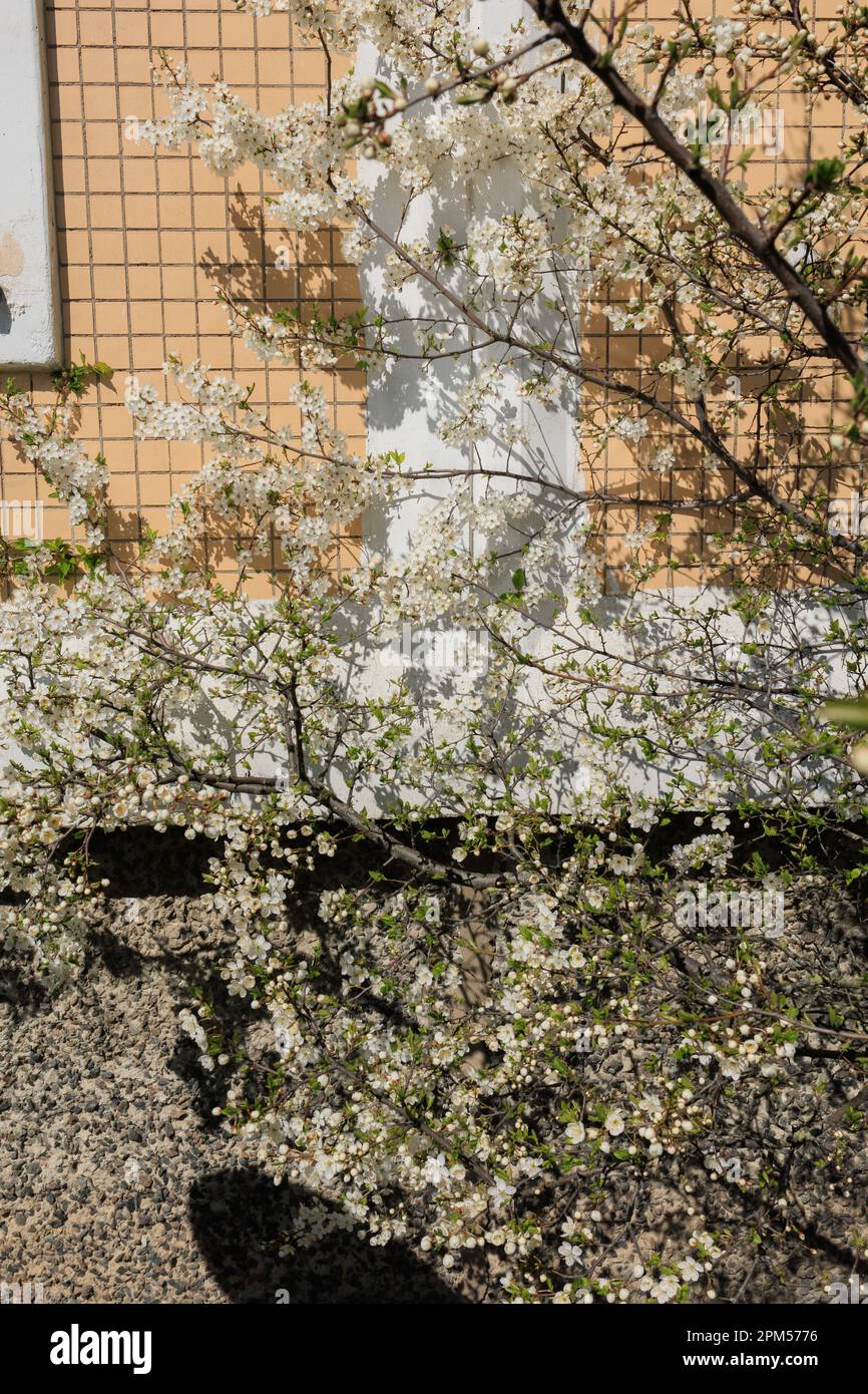 Branches with white flowers and buds of sweet cherry Stock Photo - Alamy