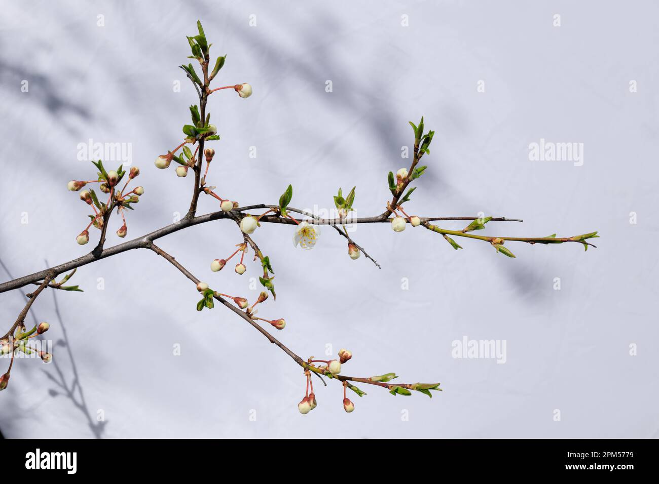 Branches with white flowers and buds of sweet cherry Stock Photo - Alamy