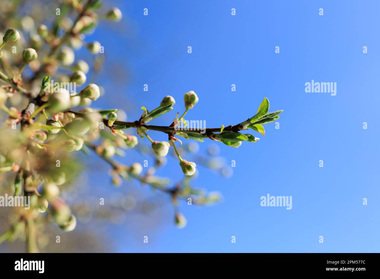 Branches with white flowers and buds of sweet cherry Stock Photo - Alamy