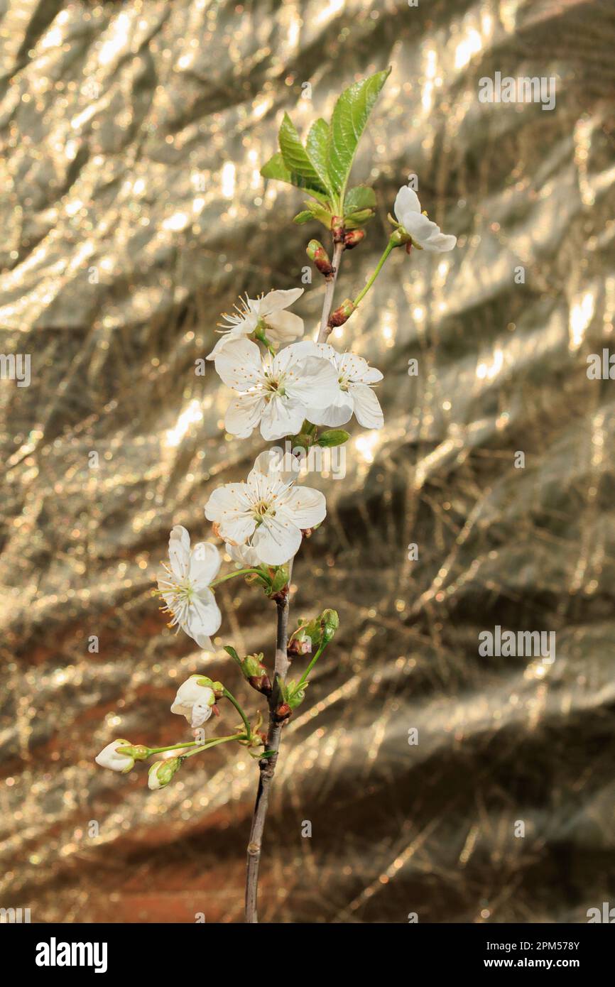 Branches with white flowers and buds of sweet cherry Stock Photo - Alamy