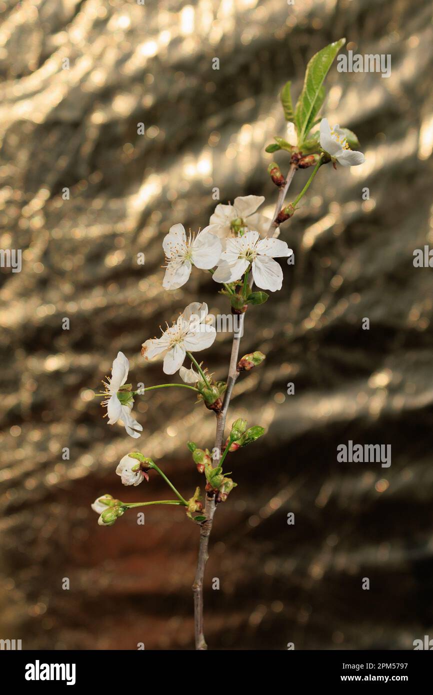 Branches with white flowers and buds of sweet cherry Stock Photo - Alamy