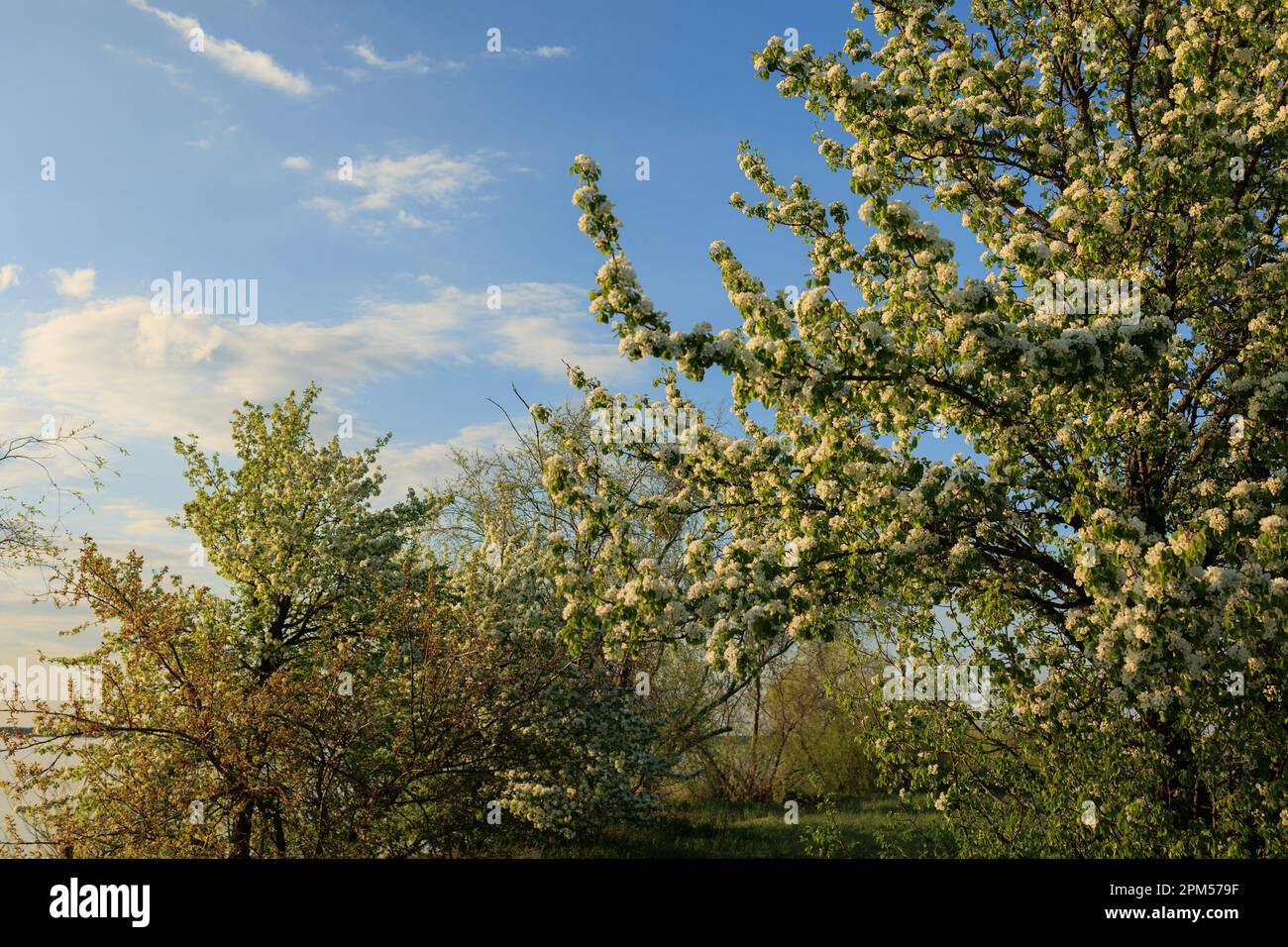 Branches with white flowers and buds of sweet cherry Stock Photo - Alamy