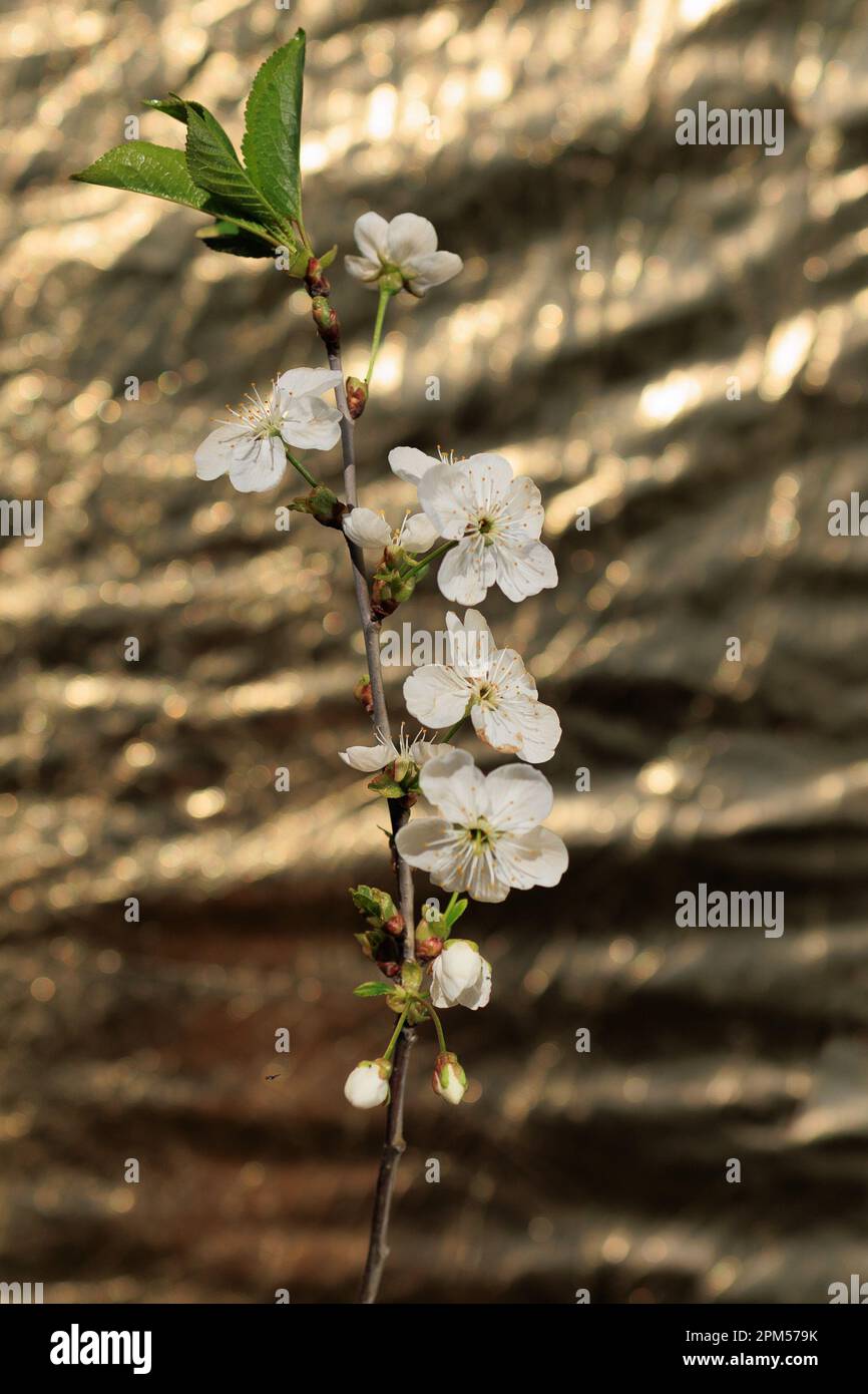 Branches with white flowers and buds of sweet cherry Stock Photo - Alamy
