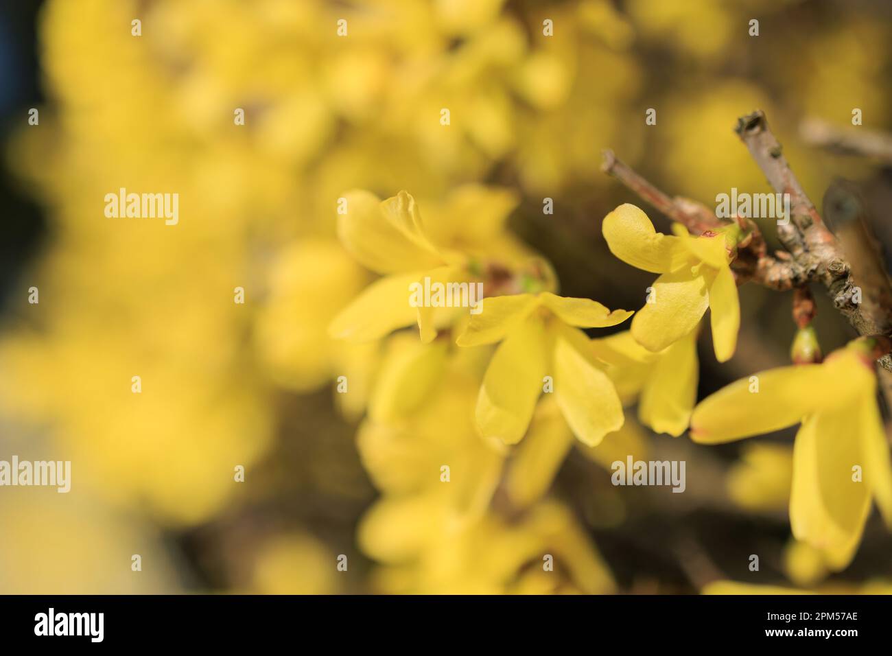 Yellow flowers on forsythia bushes against the blue sky in the park ...