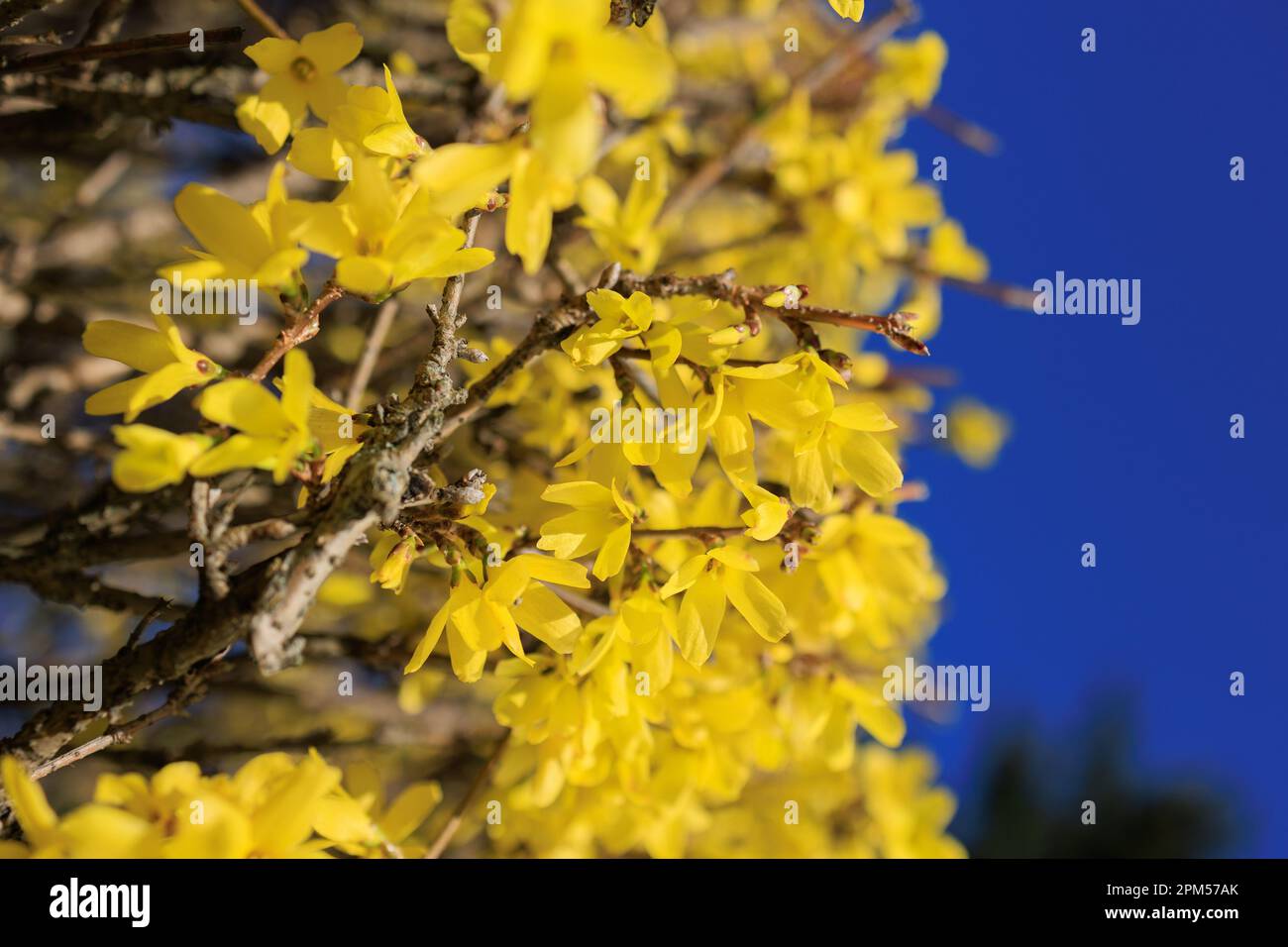 Yellow flowers on forsythia bushes against the blue sky in the park ...
