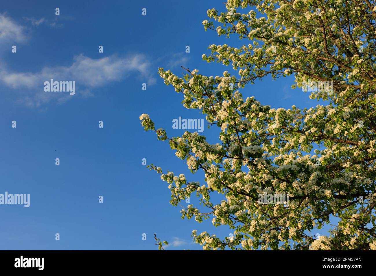 Branches with white flowers and buds of sweet cherry Stock Photo - Alamy