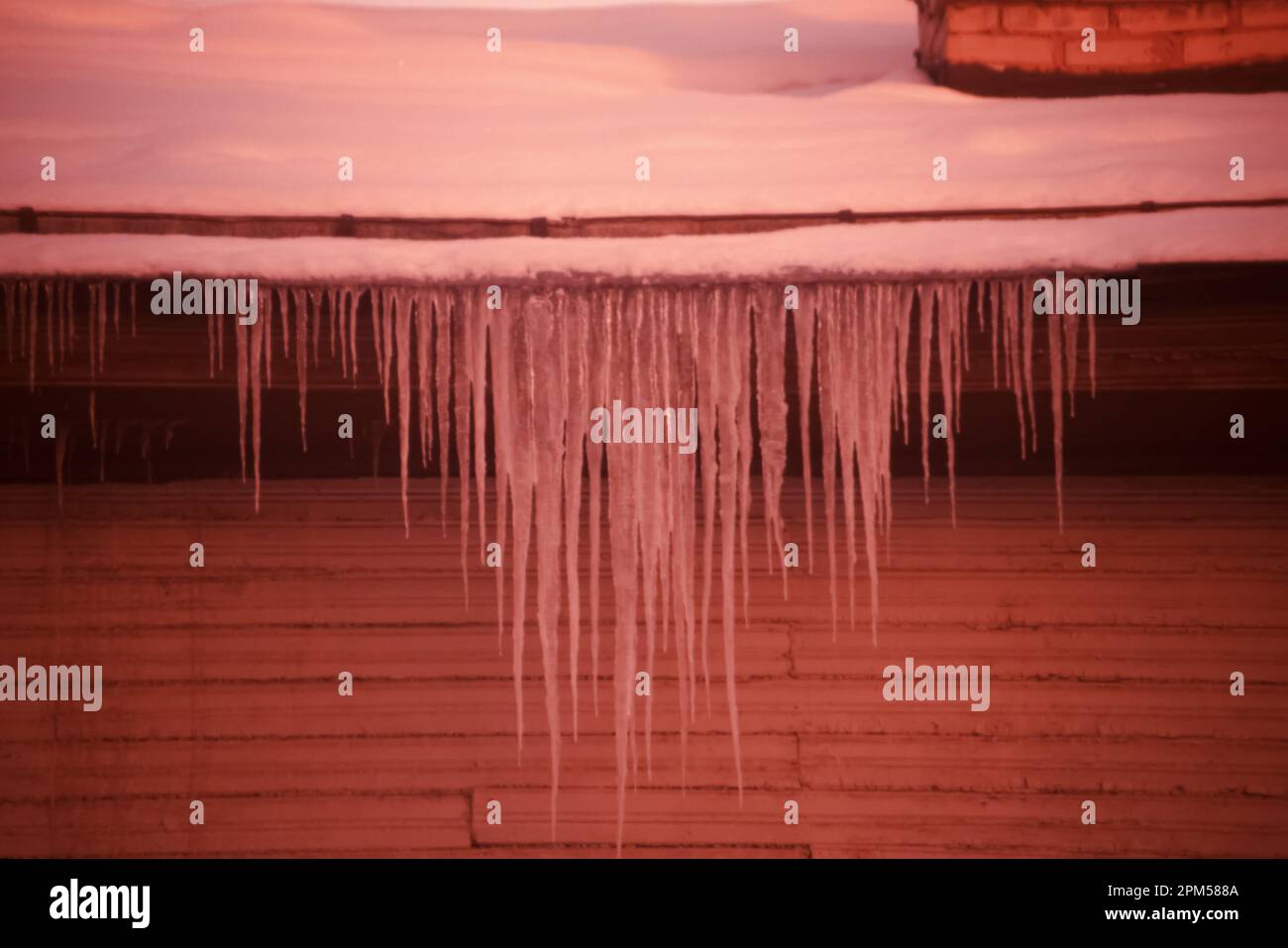 Pink icicles hanging from the roof of the house (icicles festoon the ...
