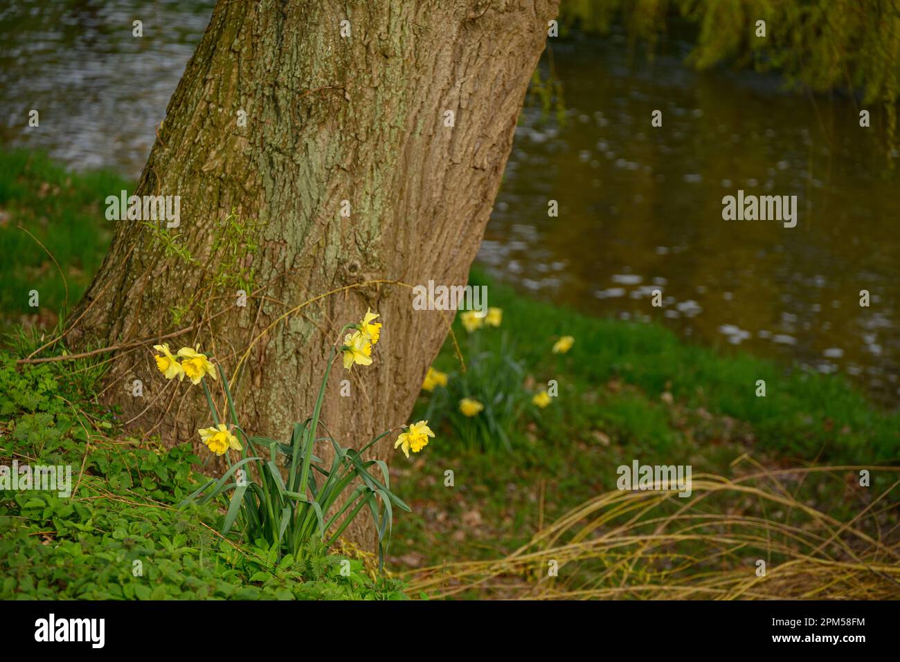 the city of vreden at the berkel river in germany Stock Photo - Alamy
