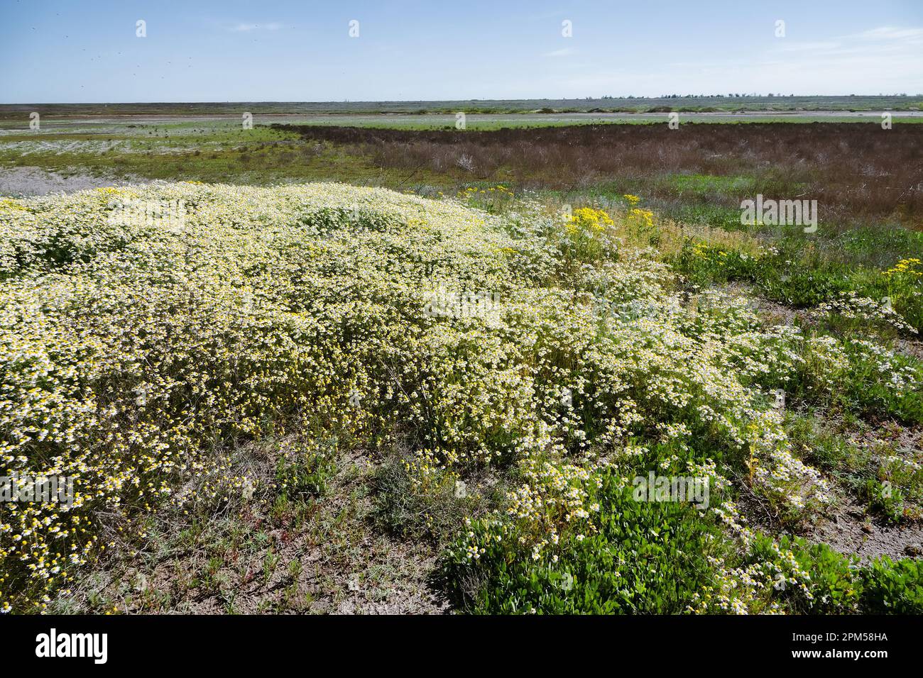The growth of chamomile (like Horse gowan, Matricaria chamomila) on ...