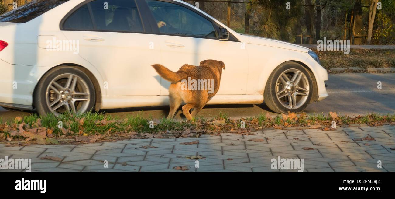 Dog biting car hi-res stock photography and images - Alamy