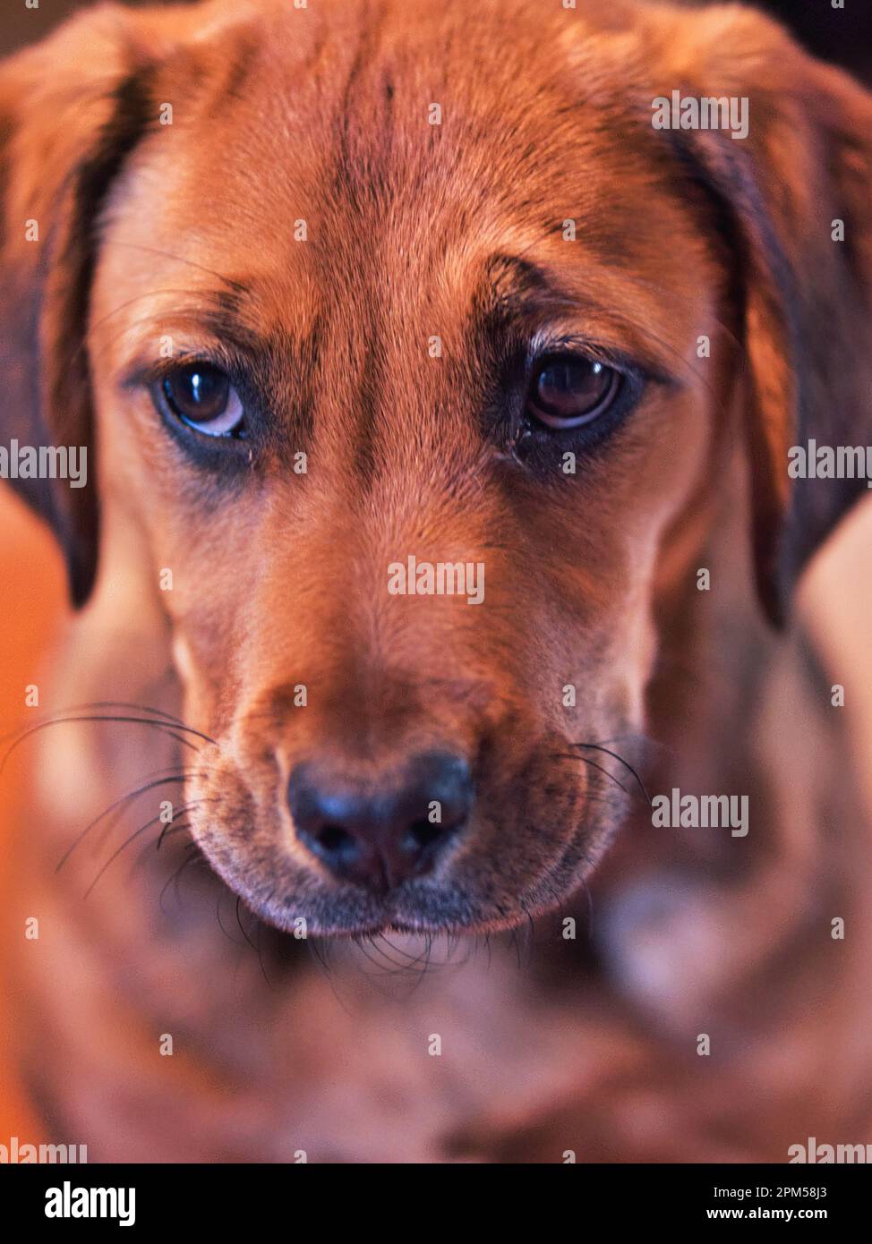 This is a four month old Boxador puppy. It is a mixture of the Labrador ...