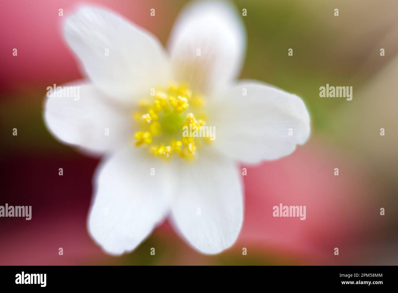 Anemone flower, macro photography, soft focus Stock Photo - Alamy