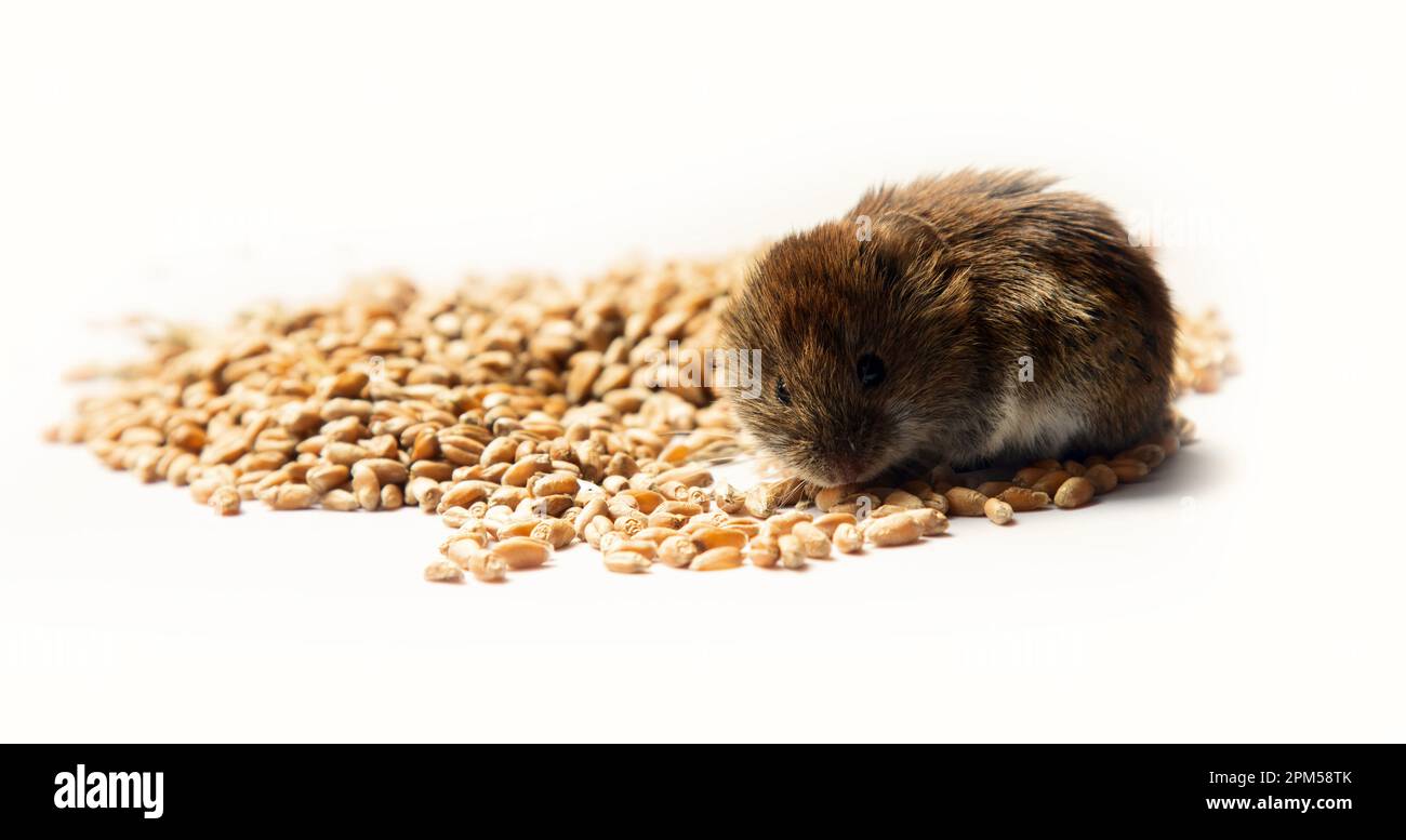 Voles are notorious pests of agriculture and households. Rodents damage ...