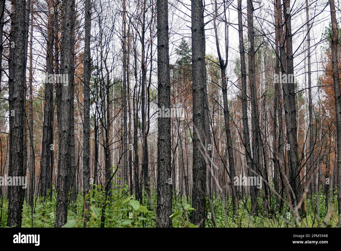 Fire-damaged forest, boreal forests. Burnt boreal forests. Wildfire low ...