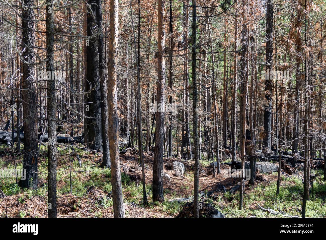 Fire-damaged forest boreal forests. Burnt boreal forests. Wildfire low ...