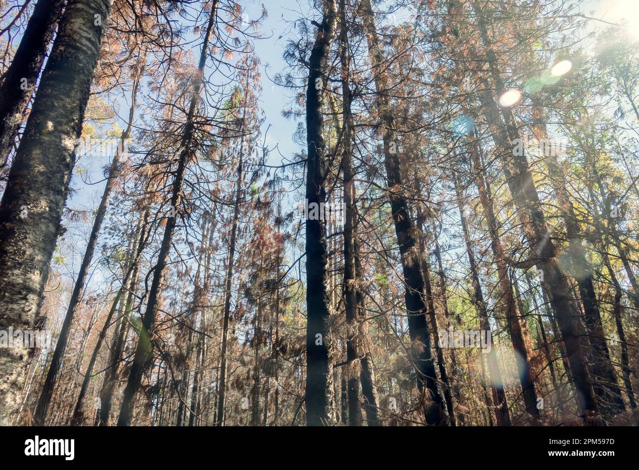 Fire-damaged forest, boreal forests. Burnt boreal forests. Wildfire low ...